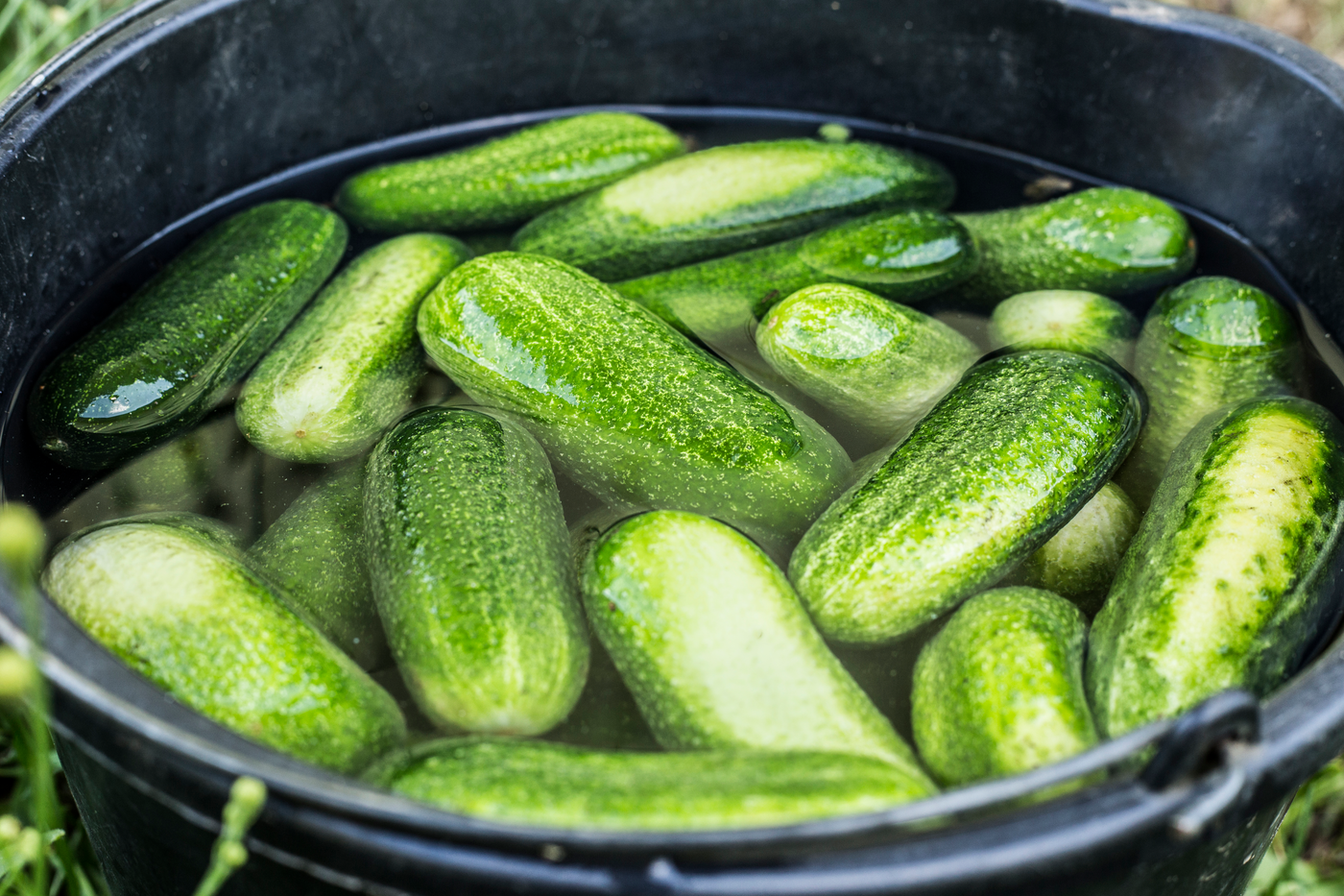 Pickles – Pickle Licious