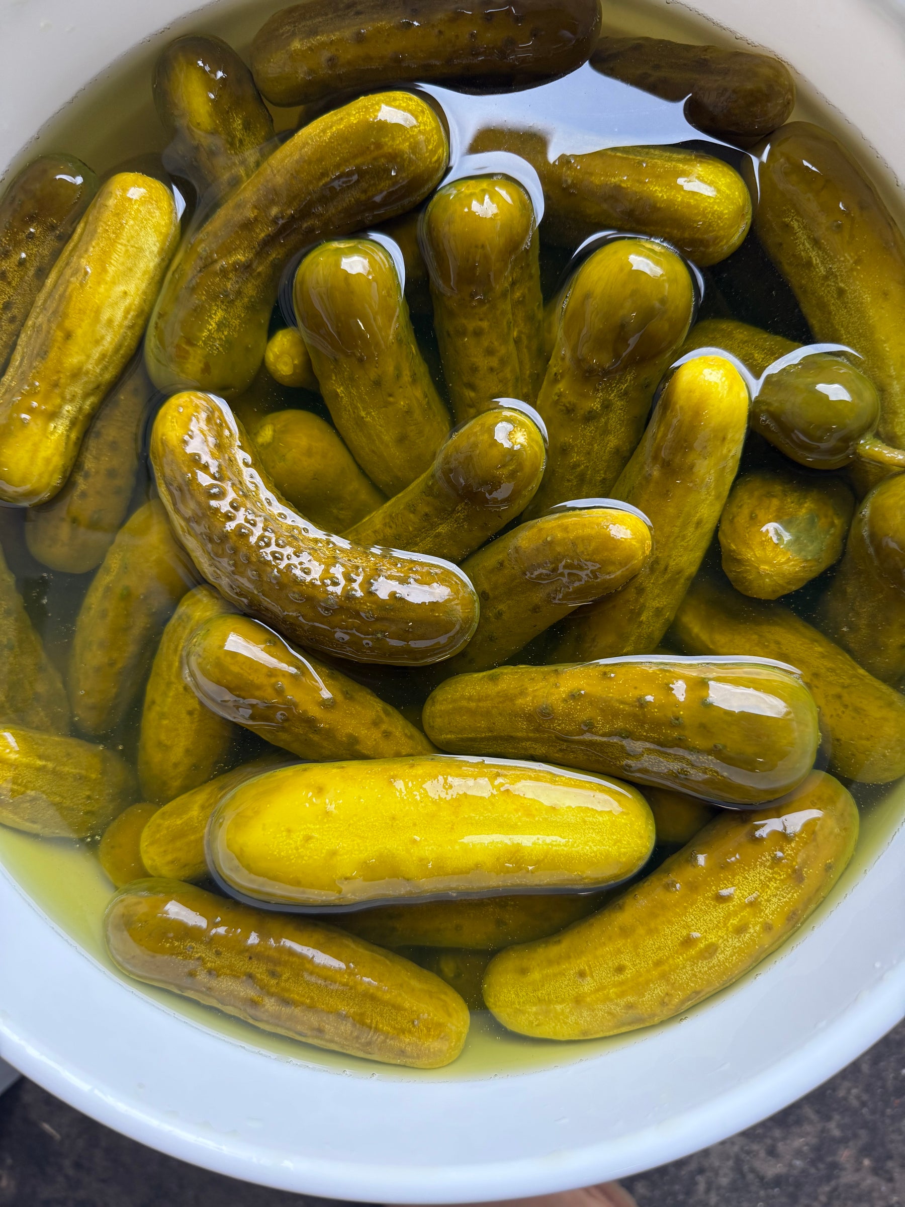 Party Bucket - Whole Pickles – Pickle Licious